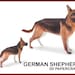 GERMAN SHEPHERD 3D Papercraft / DIY German Shepherd Pdf Digital ...