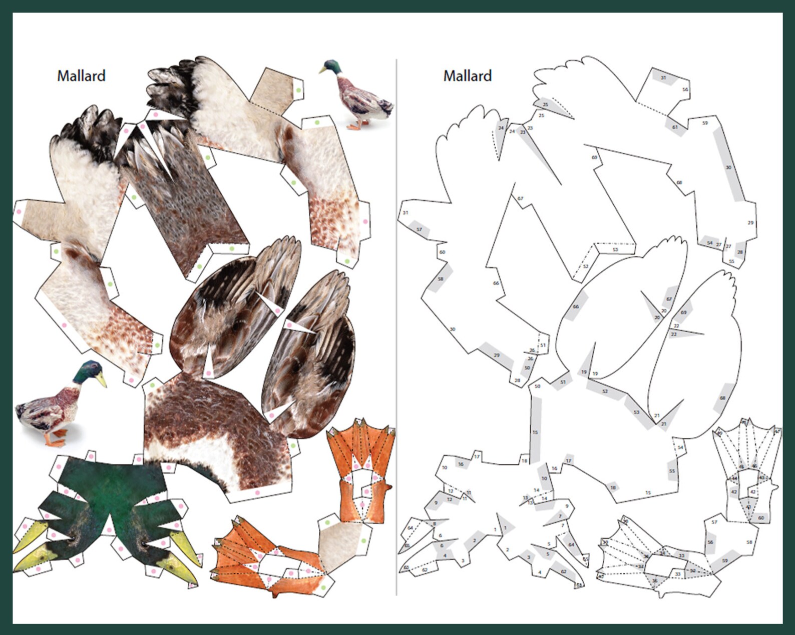 MALLARD 3D Papercraft / Animals Papercraft 3D / 3d Origami Wild Duck ...