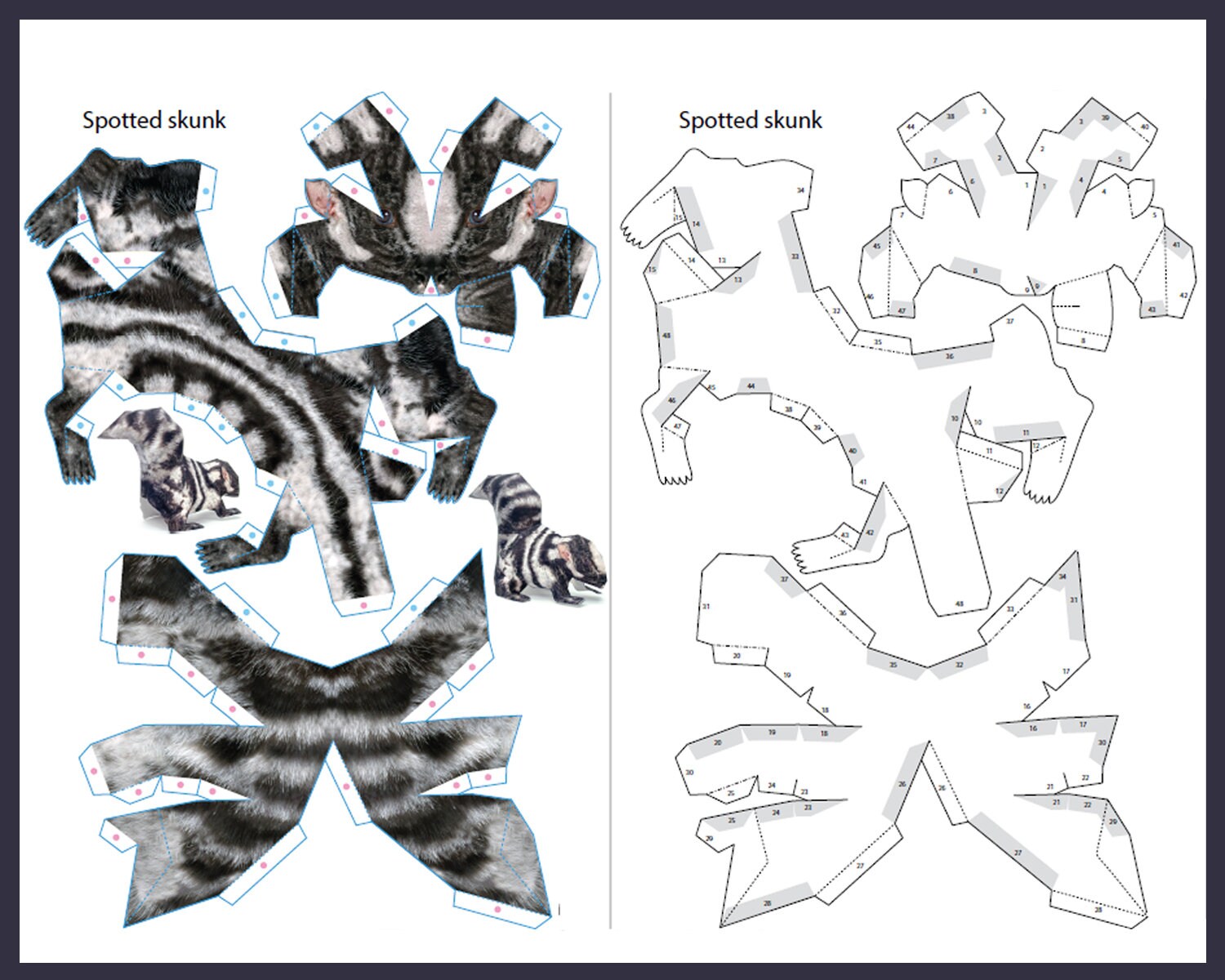 SPOTTED SKUNK 3D Papercraft / Paper Model / Skunk Animal Papercrafting ...