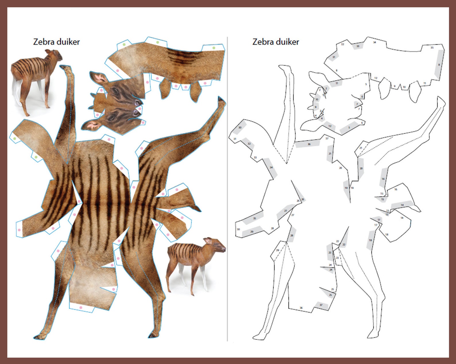 ZEBRA DUIKER 3D Papercraft / Zebra 3D Papercraft / Papercraft Animals ...