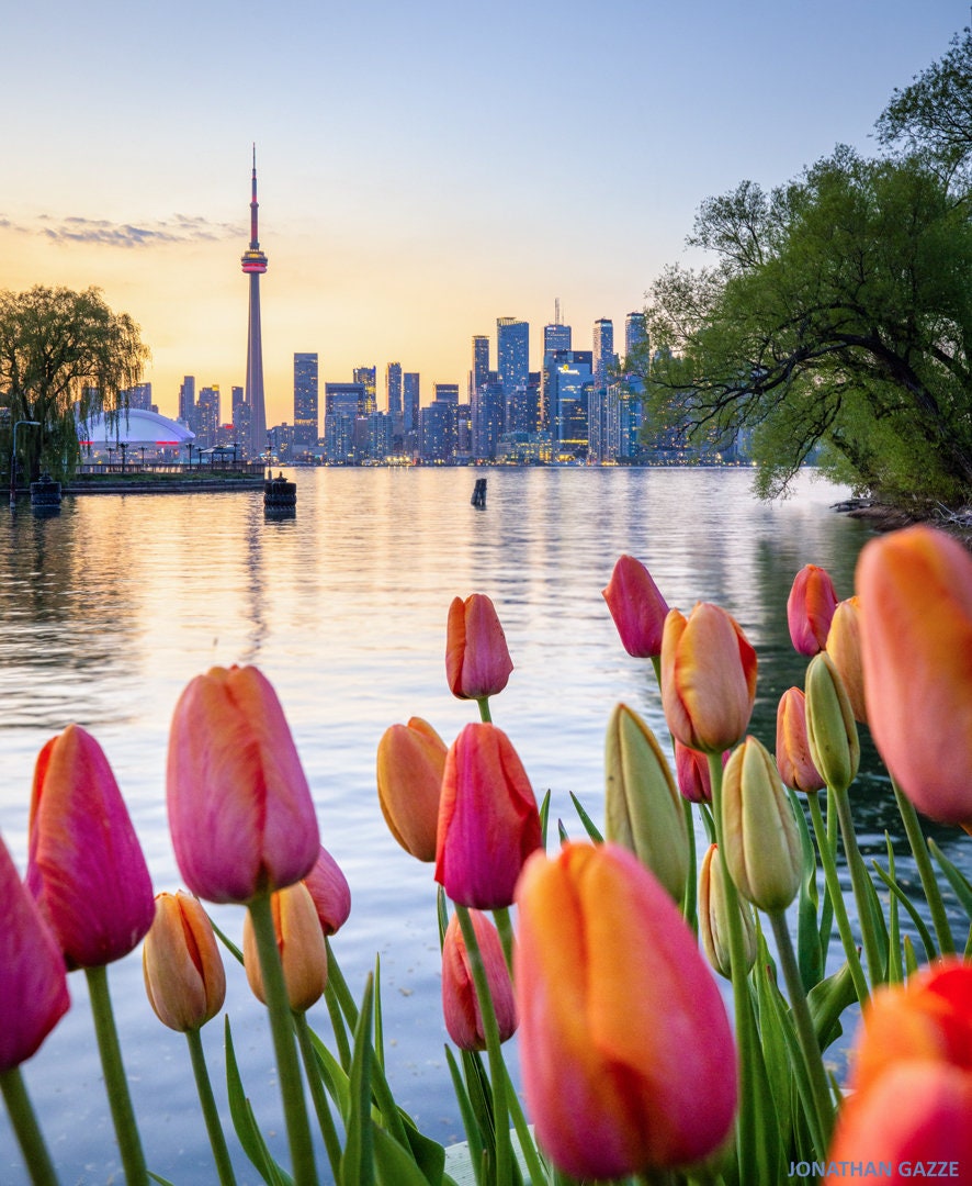 Spring Tulips on Toronto Island - City view featuring the CN Tower and ...