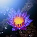 Lanka Nature Beauty Lanka Flower Srilanka Photo - Etsy