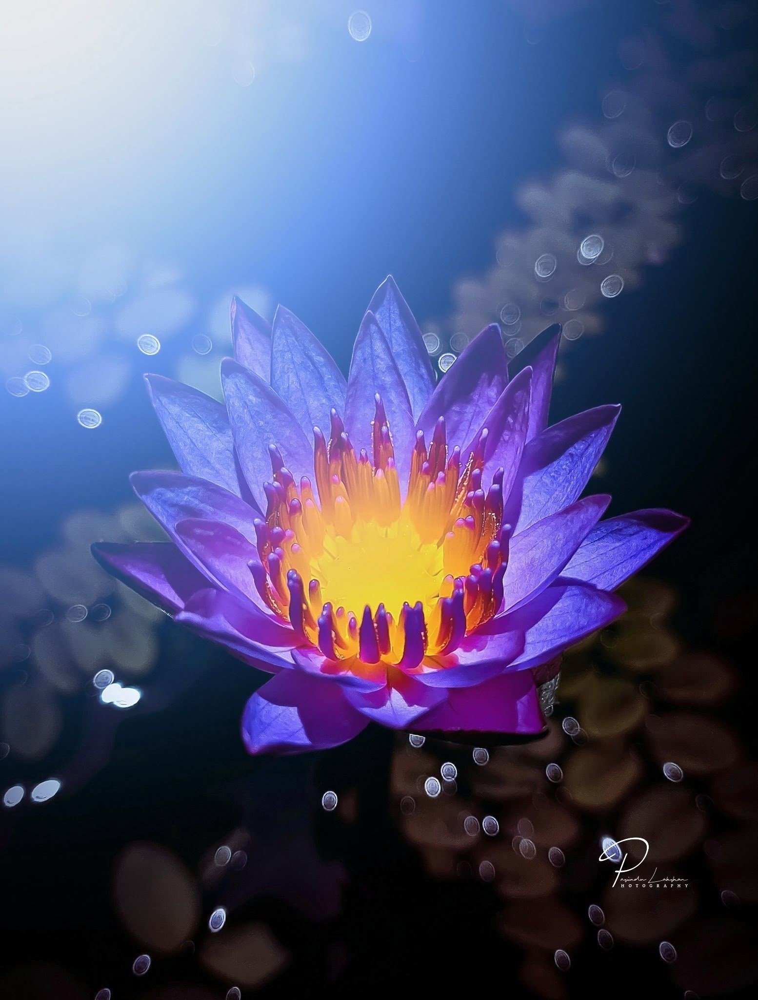 Lanka Nature Beauty Lanka Flower Srilanka Photo - Etsy
