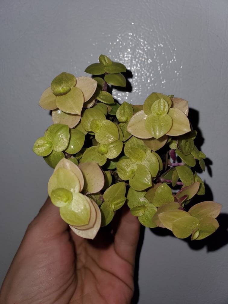 Callisia Repens 'Gold' Turtle Vine 2 Inch Pot | Etsy