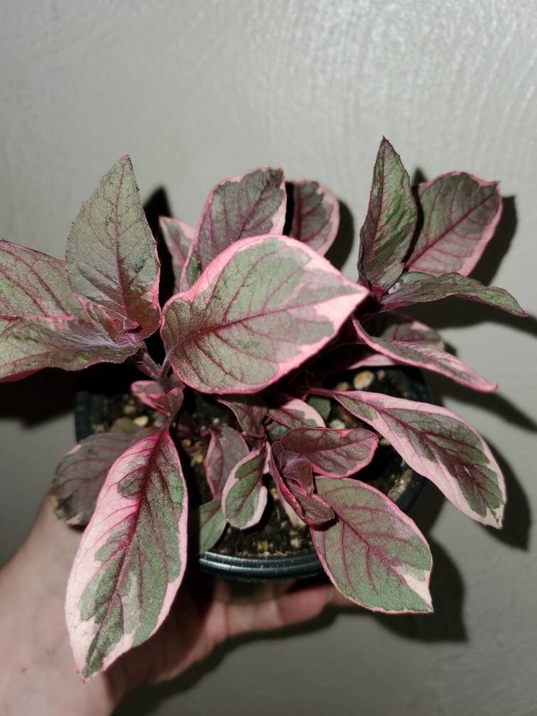Pink Variegated Fuchsia Firecracker Rare 4 Inch Pot Live Plant - Etsy