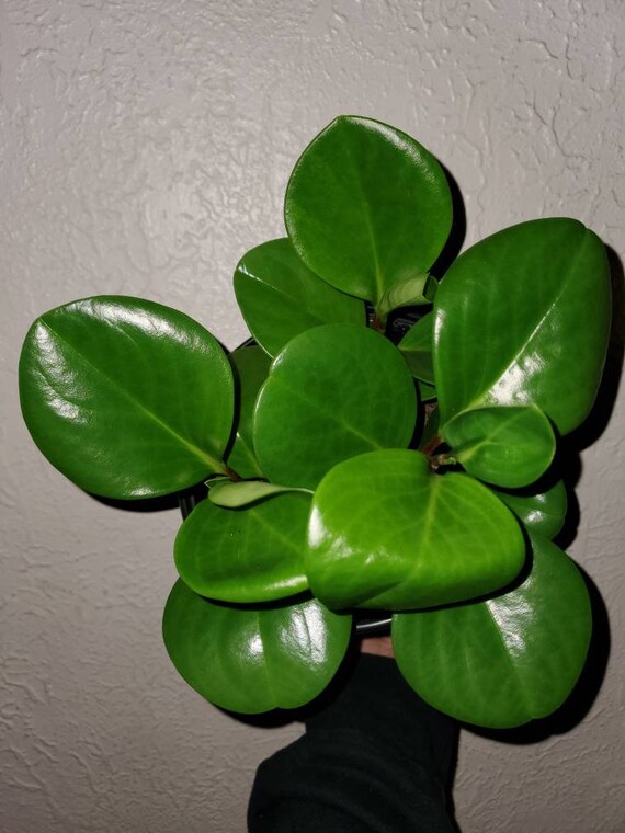 Peperomia Obtusifolia Green Jade 6 Inch Pot Live Plant - Etsy