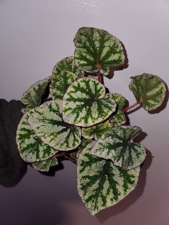 Begonia 'fedor' Earth Green Rex Begonia Flamenco 4 - Etsy