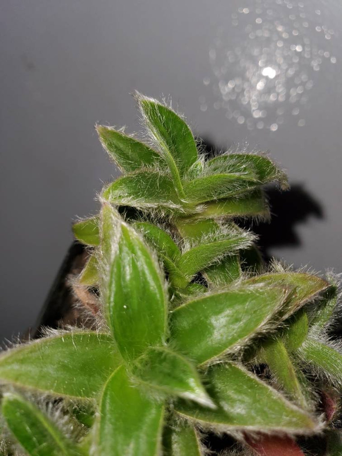 Cyanotis Somaliensis Kitten Ears 2 Inch Pot Etsy
