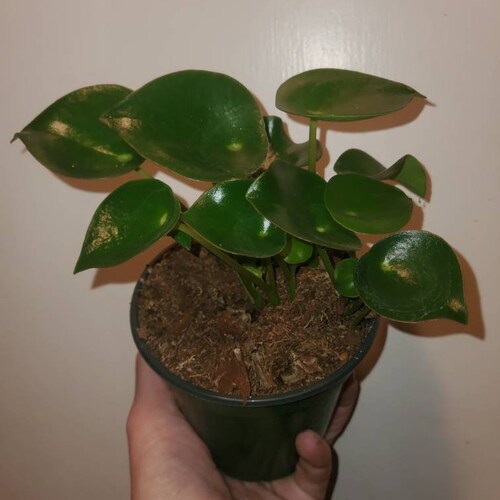 Peperomia Polybotrya Peperomia Raindrop Live Plant Rare - Etsy