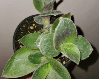 Transcendia Plant - Etsy