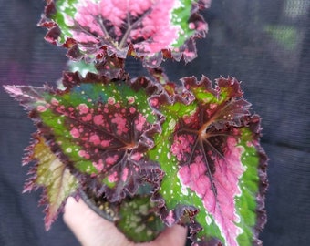 Jurassic Rex Begonia | Etsy