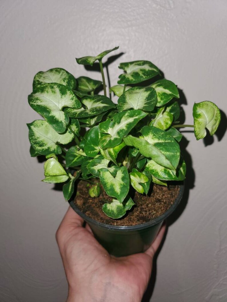 Syngonium 'mini Pixie' 4 Inch Pot Live Plant - Etsy