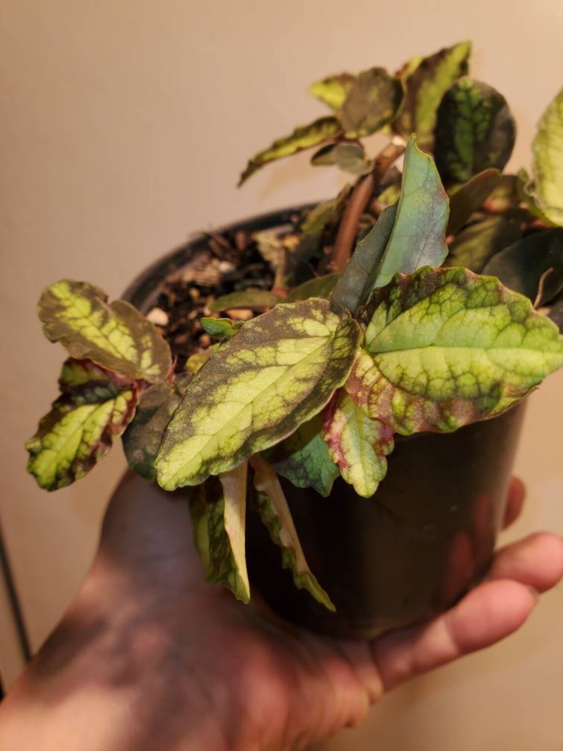 Trailing Watermelon Begonia 4 Inch Pot Pellionia Repens Live | Etsy