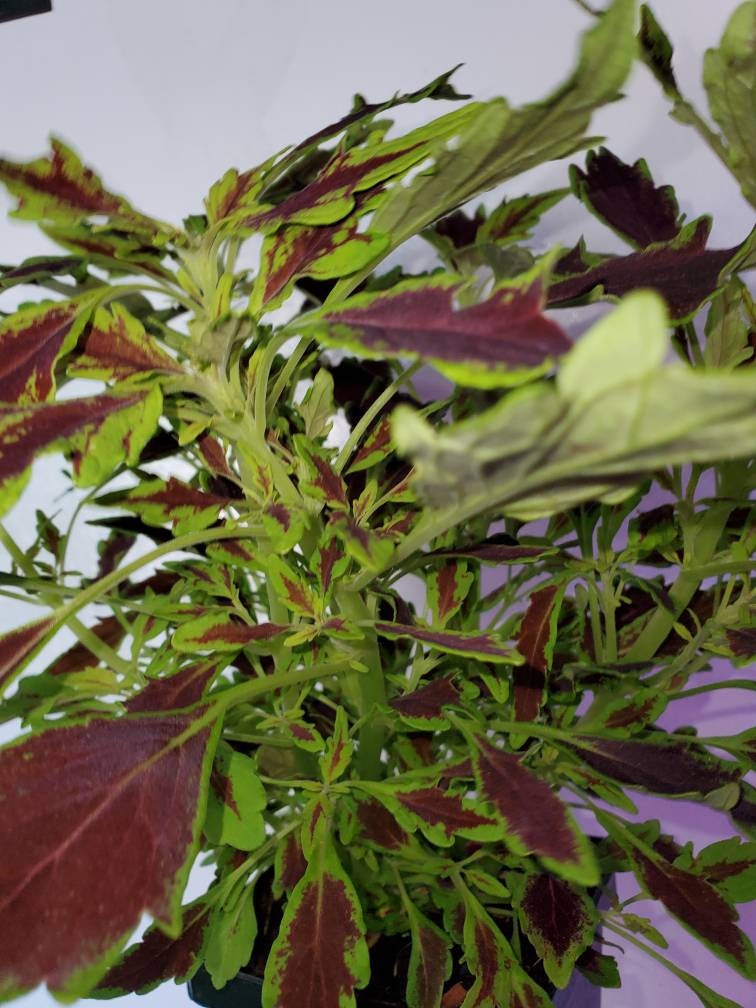 Coleus Flame Thrower Serrano Gran Olla de 4 pulgadas | Etsy