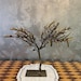 Olive Tree Bronze Brass Olive Tree Tumbled Olive Tree Metal Olive Tree ...