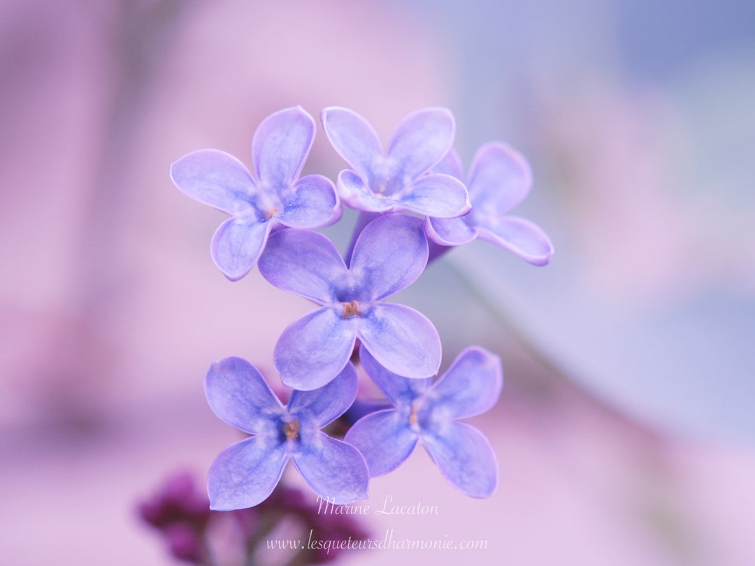 Lilac Flowers, Art Print on Glossy Pro Photo Paper, Photography for ...