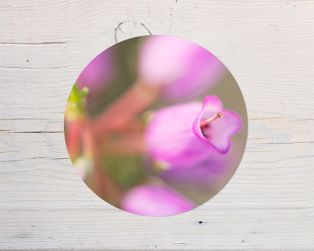 Round Sticker, Purple Heather Flower Sticker, for Decorating Notebooks ...