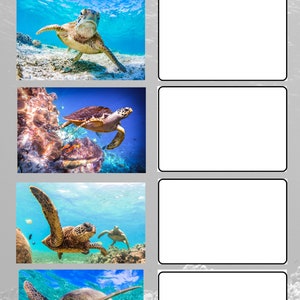 Printable Art Worksheets Activity, Turtles, Drawing Practice, Colouring ...