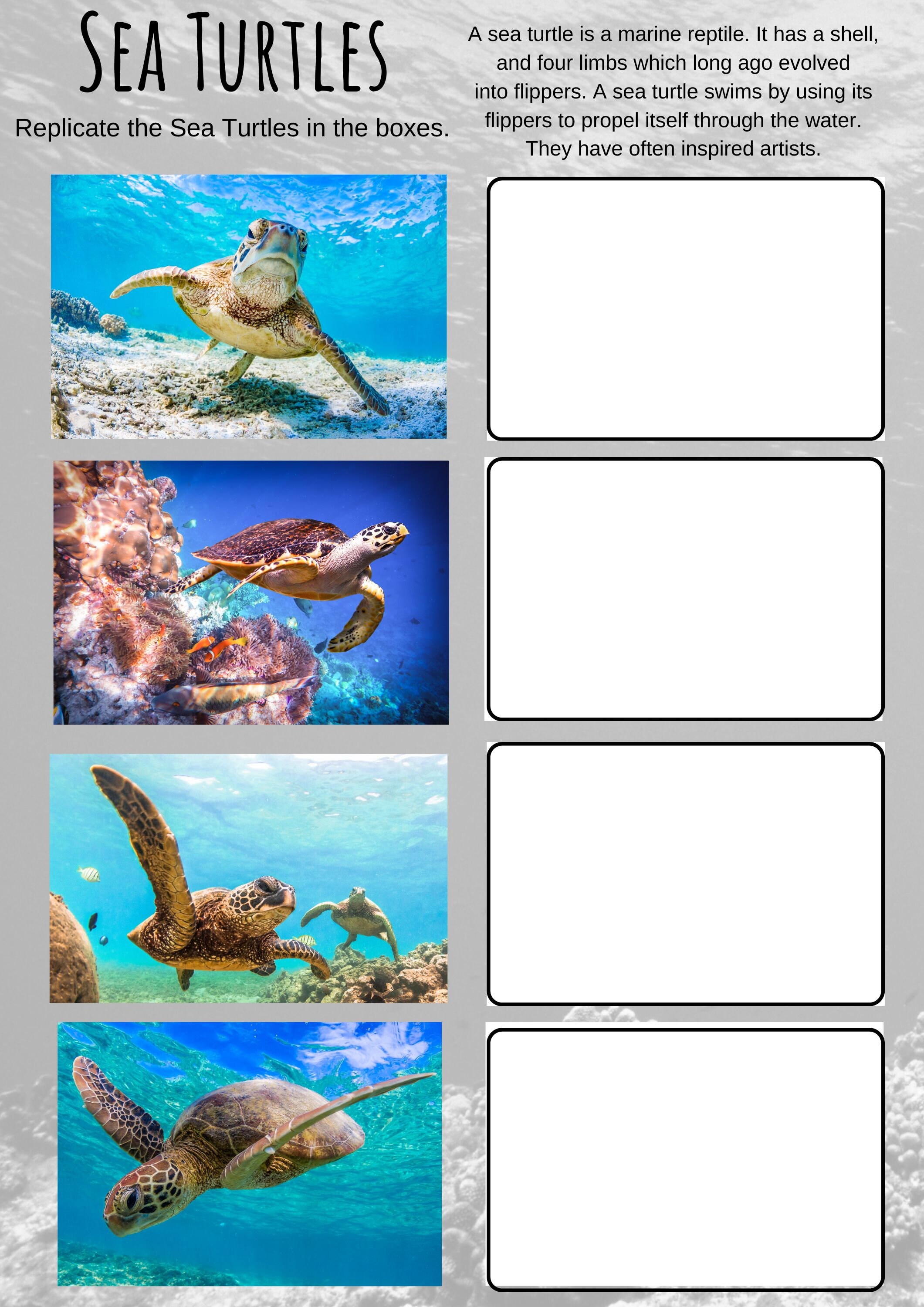 Printable Art Worksheets Activity, Turtles, Drawing Practice, Colouring ...