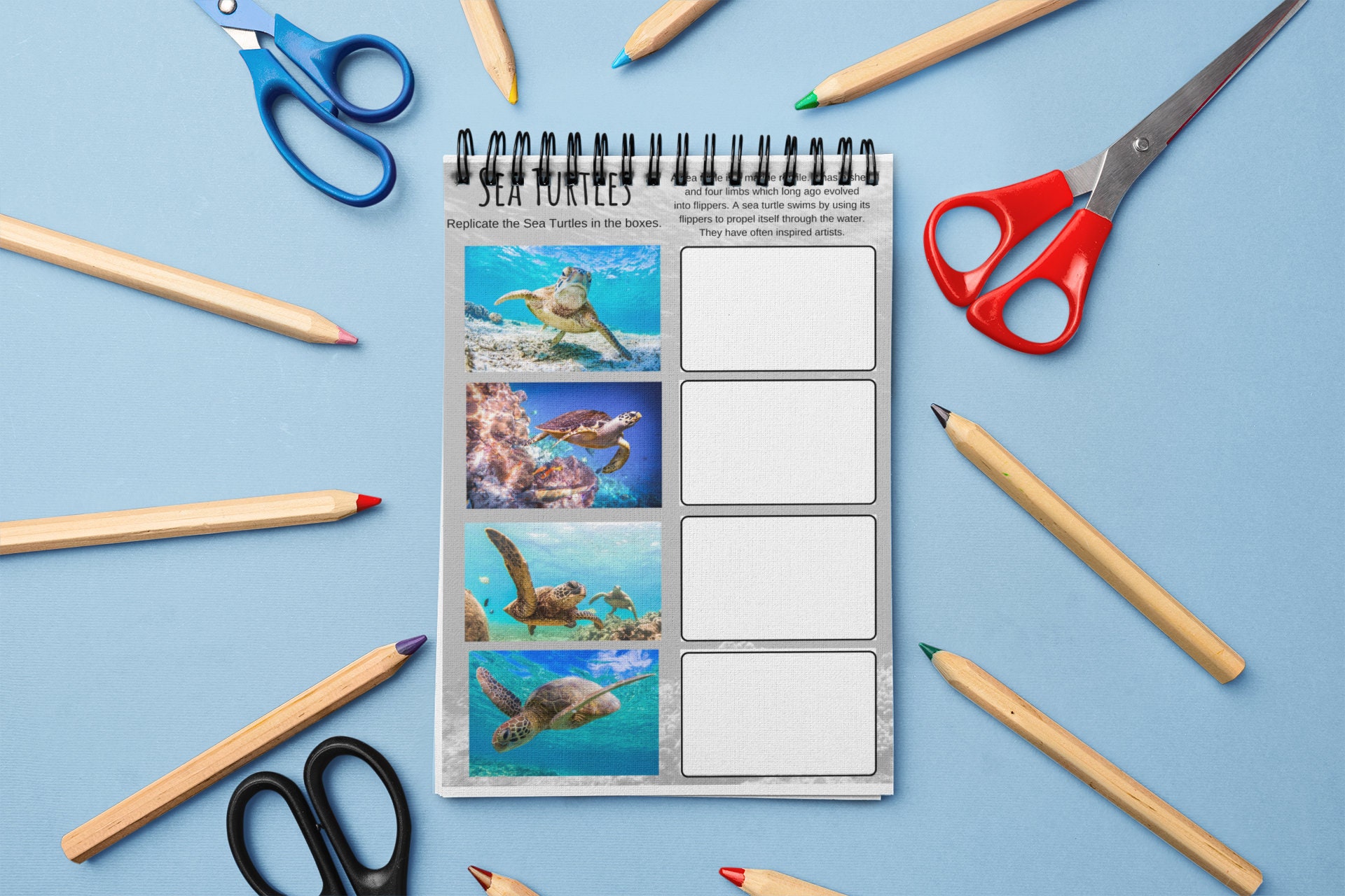 Printable Art Worksheets Activity, Turtles, Drawing Practice, Colouring ...