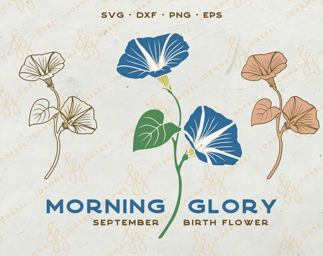 Morning Glory SVG, September Birth Flower, Floral Outline (digital ...