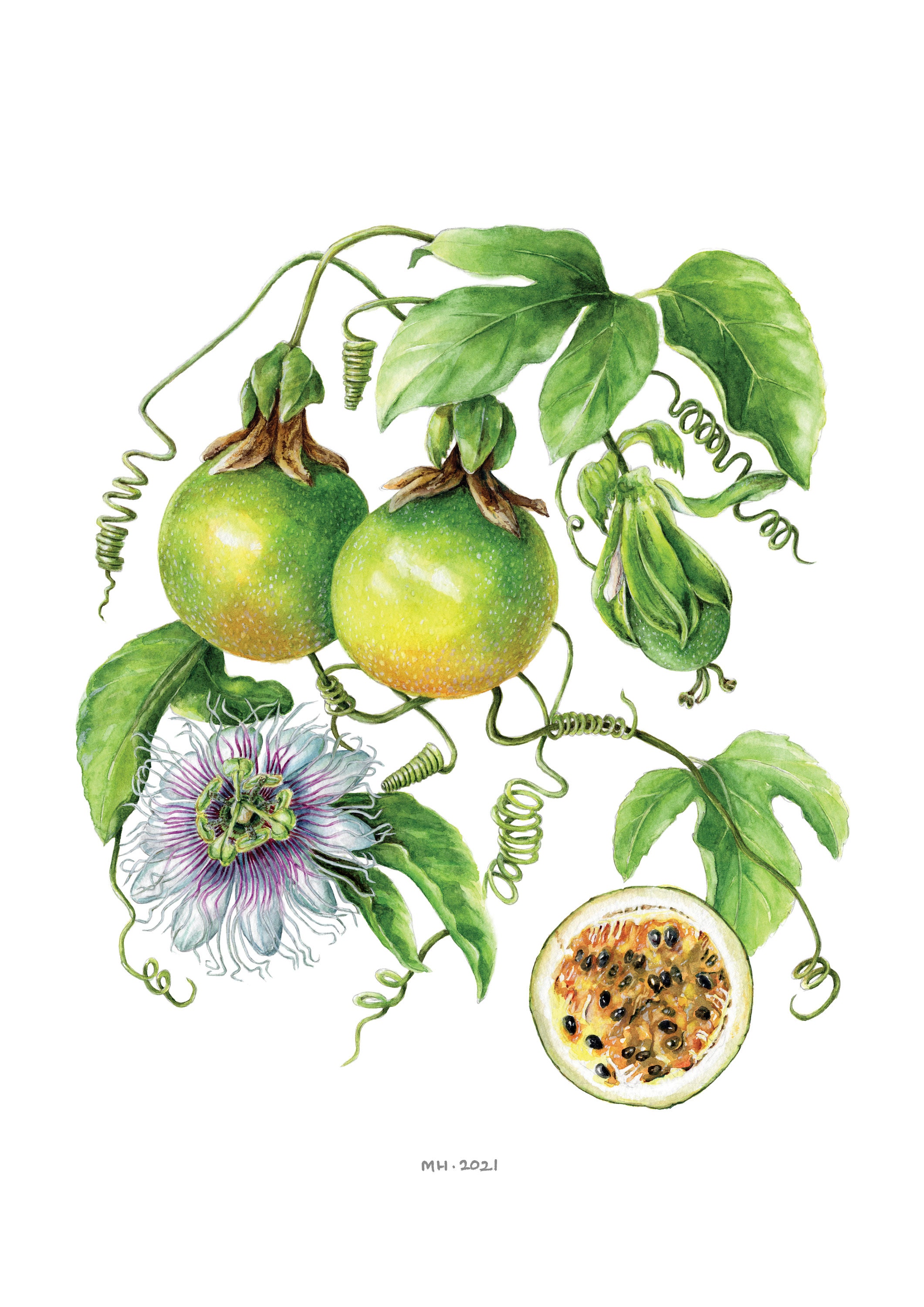 Botanical Art Passion Fruit Giclee Print | Etsy