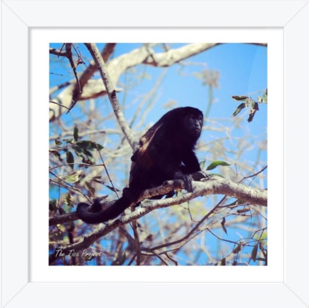 Howler Monkey Framed White 8"x8" Photograph - Etsy