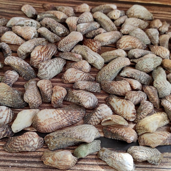 Turkey Wing Shells - Etsy