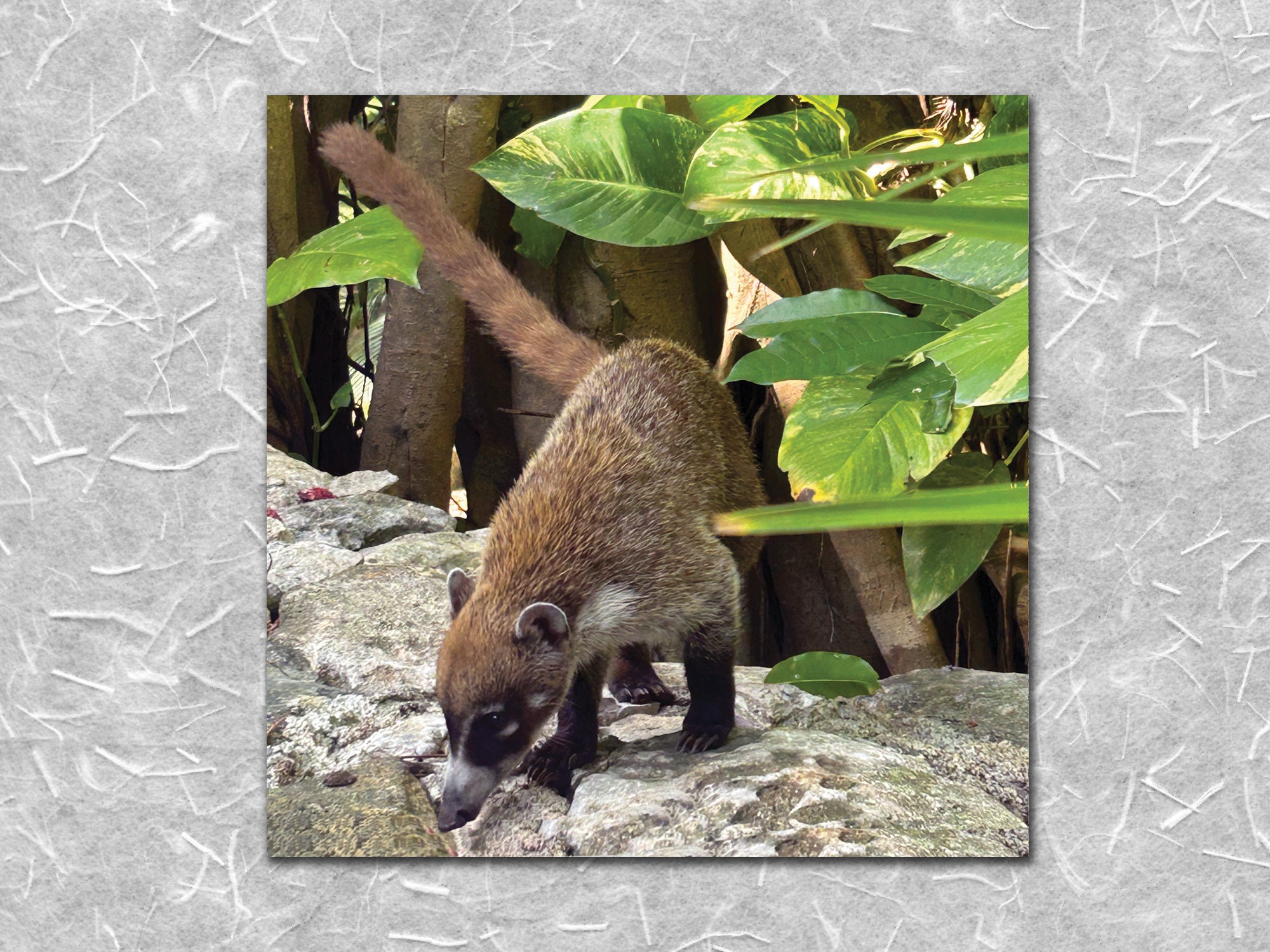White Nosed Coati Anatomy