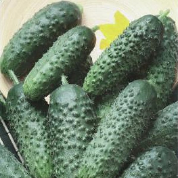 Rare Vegetable Seeds - Etsy