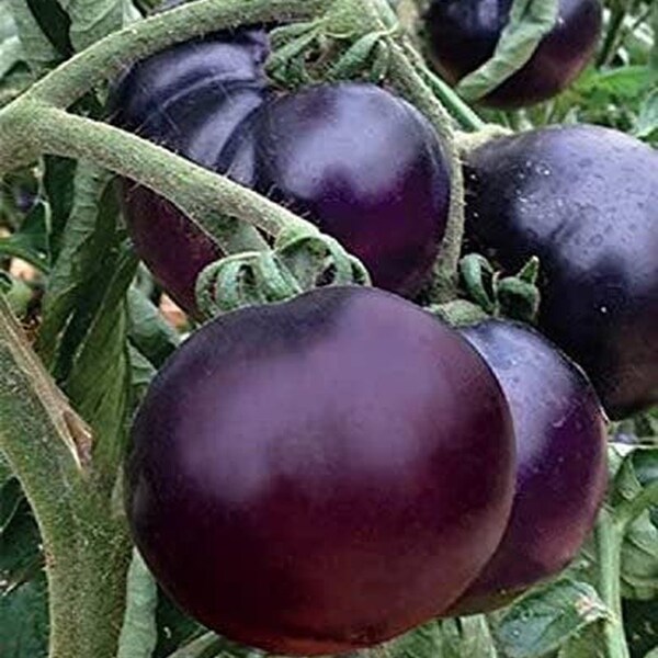 Rare Tomato Seeds - Etsy Canada