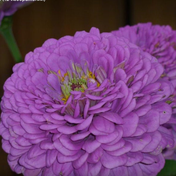 Rare Zinnia Seeds - Etsy
