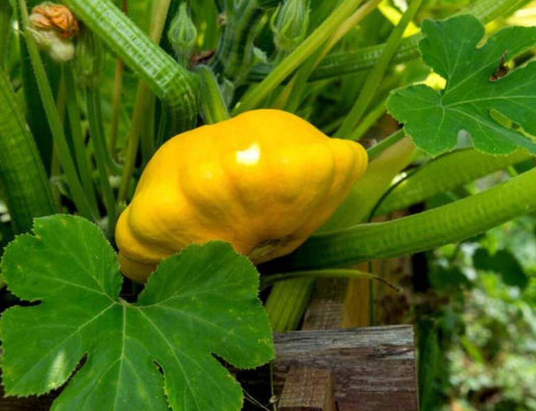Rare Original Vegetable Squash Seeds sun. cucurbita Pattinson. Heirloom ...