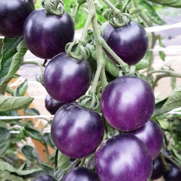 Rare Tomato Seeds - Etsy Canada