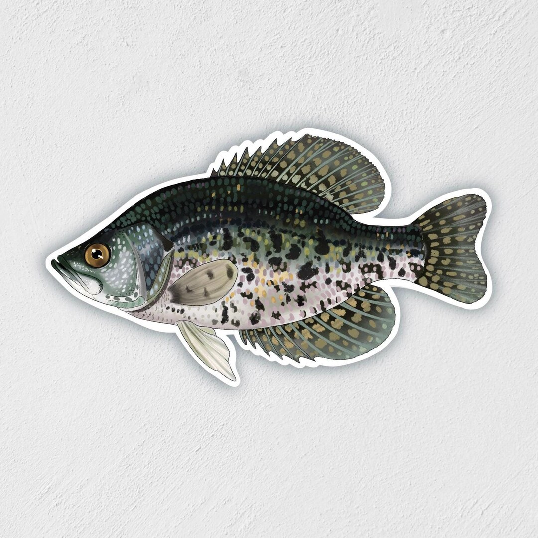 Crappie Sticker: Waterproof Fishing Decal (3" X 1.7") - Etsy