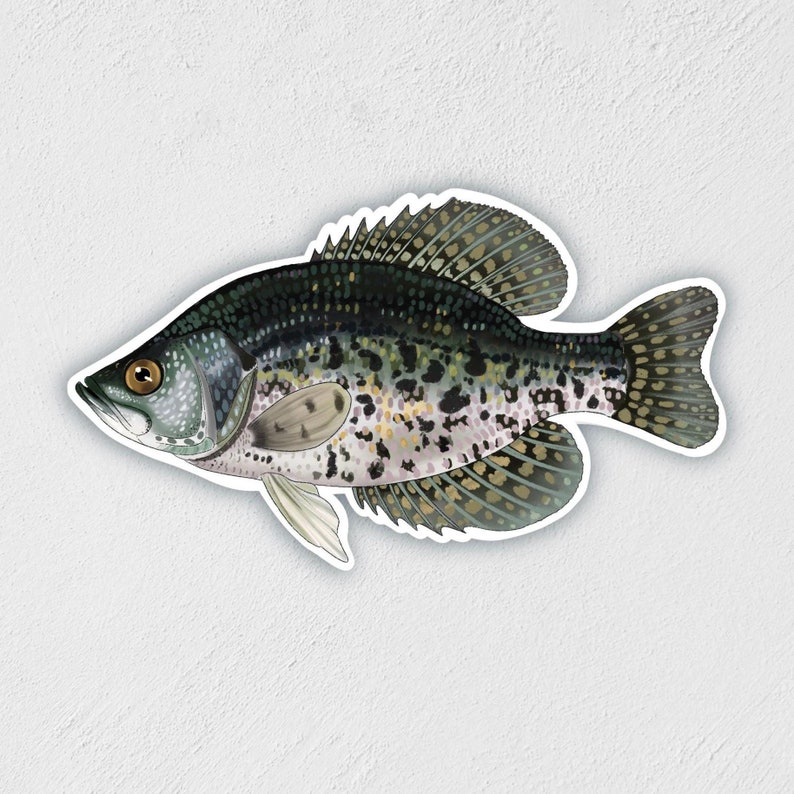 Crappie Sticker: Waterproof Fishing Decal (3" X 1.7") - Etsy