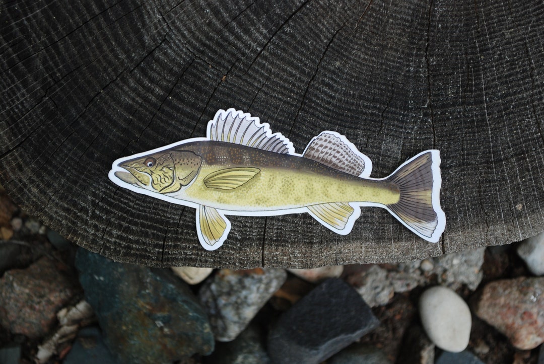 Walleye Sticker Large Walleye Fish Decal Waterproof Sticker Water ...