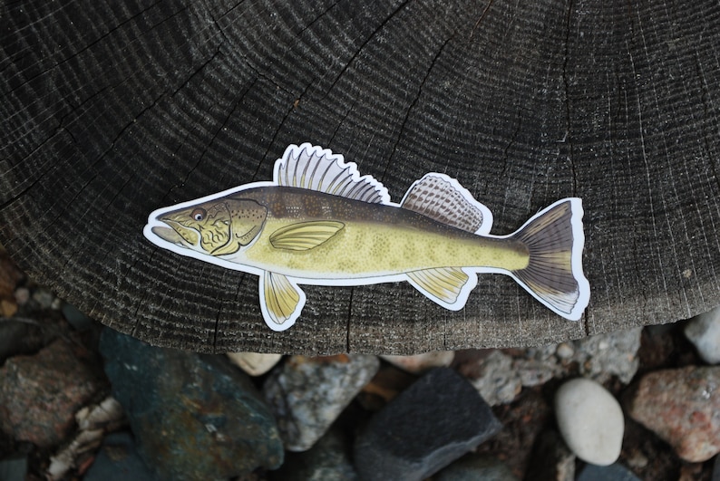 Large Walleye Sticker: Waterproof Fish Decal, Laptop/water Bottle Label ...