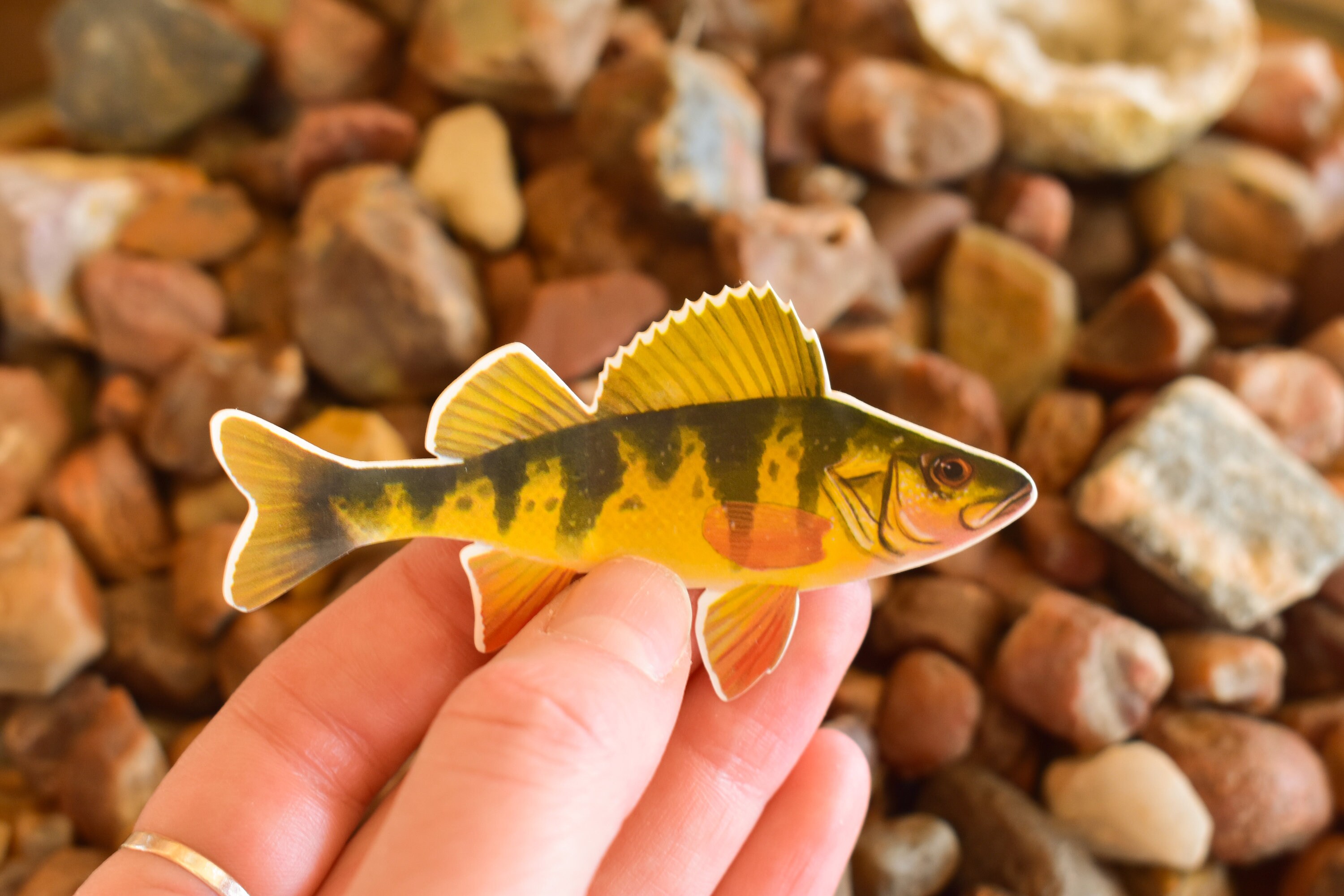 Yellow Perch Sticker: Waterproof Lake Fish Decal - Etsy