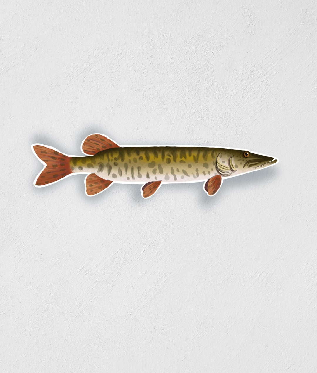 Barred Musky Sticker: Waterproof Fish Decal - Etsy