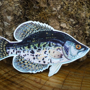 Lake and River Fish Sticker Pack | 3 for Ten Dollars | Crappie, Bass ...
