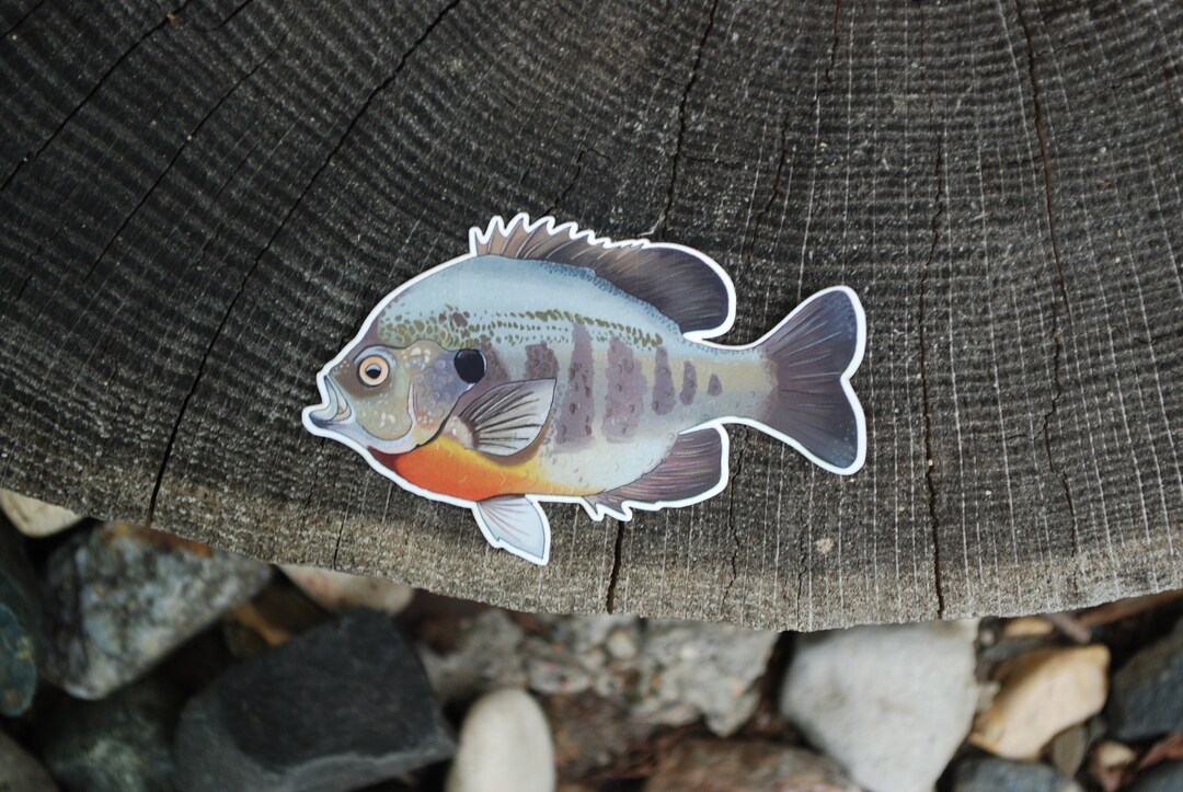 Sunfish Sticker Fish Decal Waterproof Sticker Laptop Stickers Outdoorsy ...