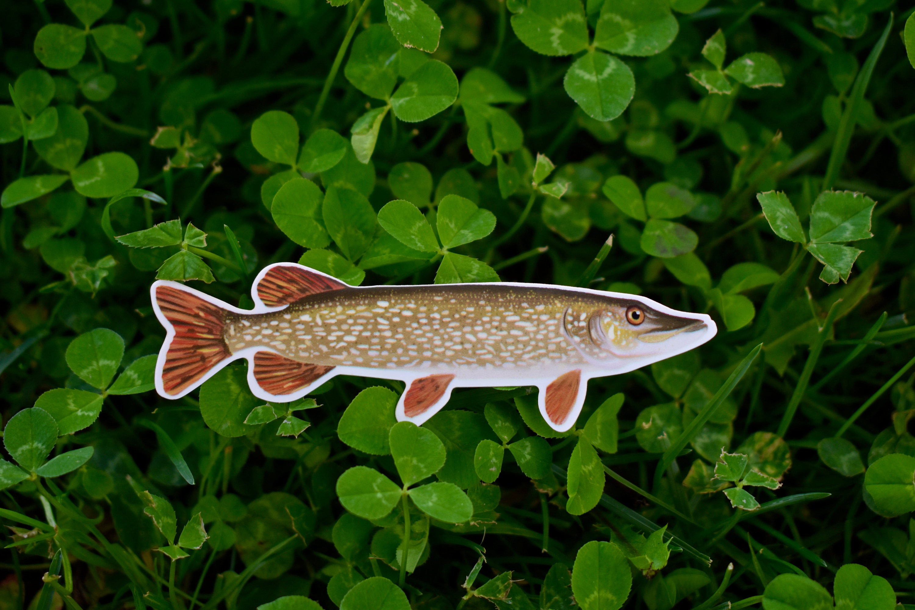 Northern Pike Sticker Waterproof Sticker Teacher Gift Fish Decal Lake ...