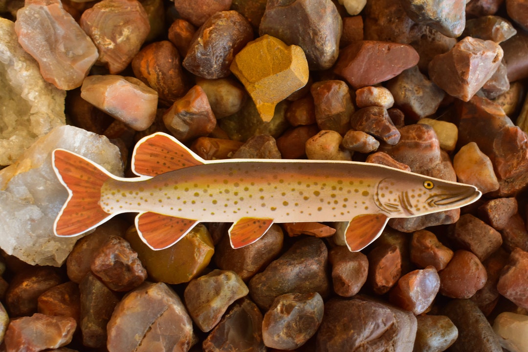 Spotted Musky Sticker Fish Decal Waterproof Sticker Birthday Gift ...