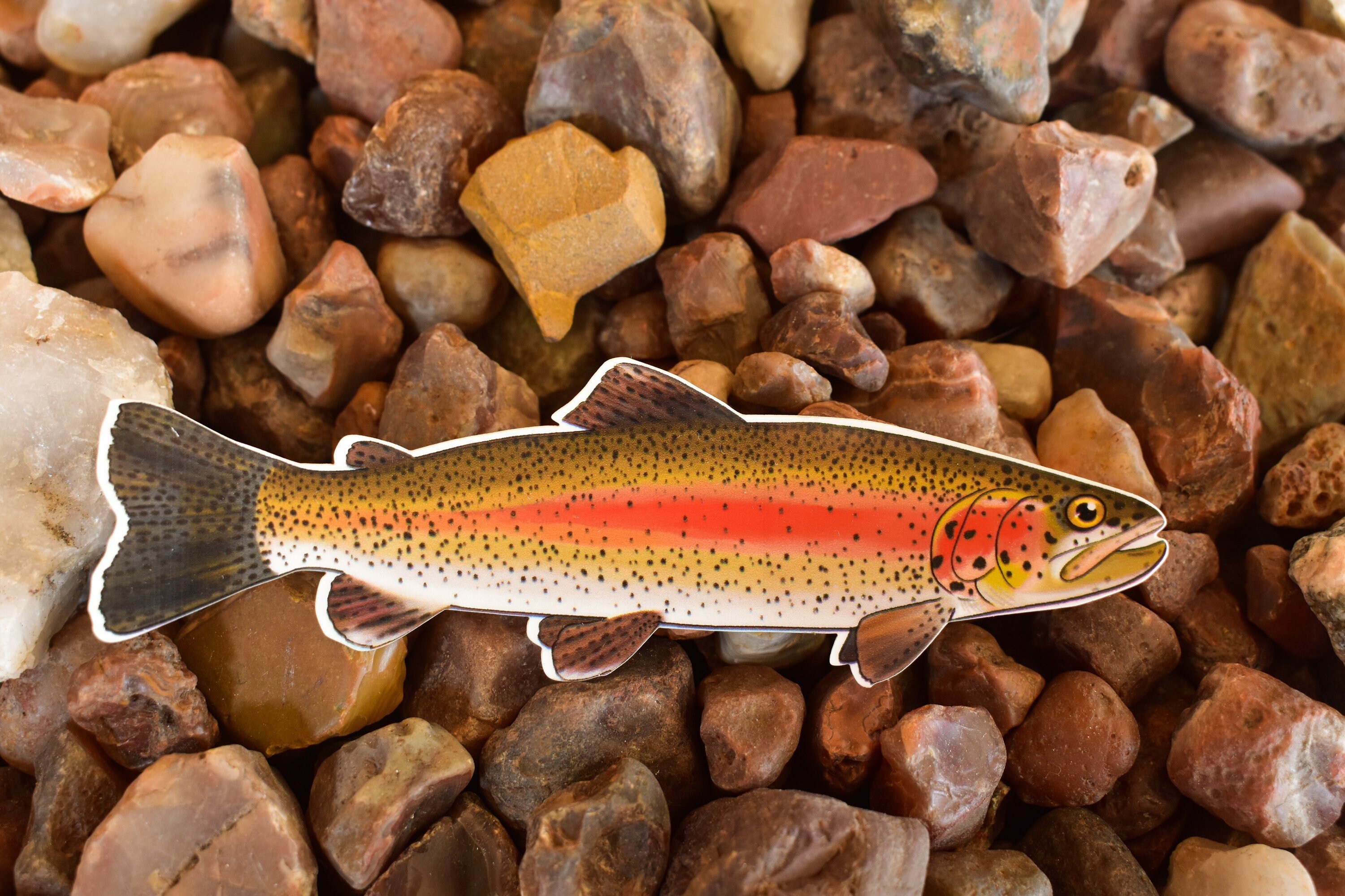 Large Rainbow Trout Sticker Waterproof Sticker River Trout Fish Sticker ...