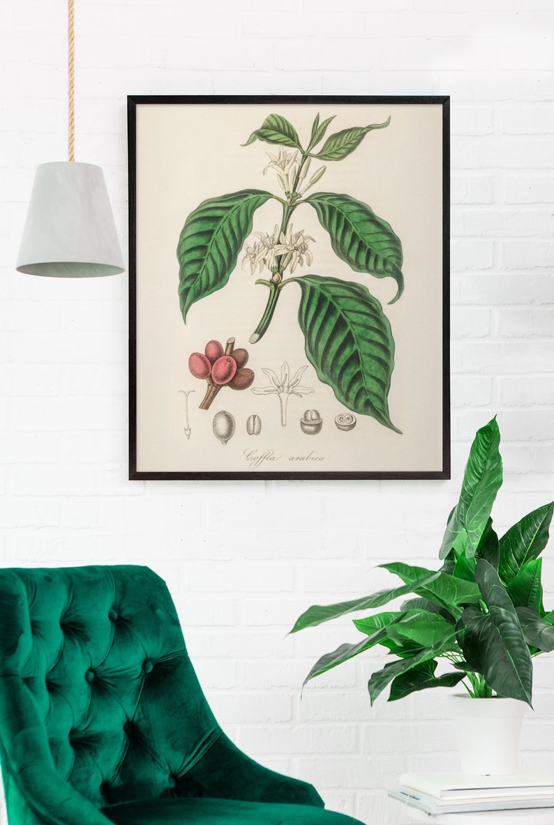 Coffee Botanical Print, Coffee Botanical Art Print, Coffee Bean ...