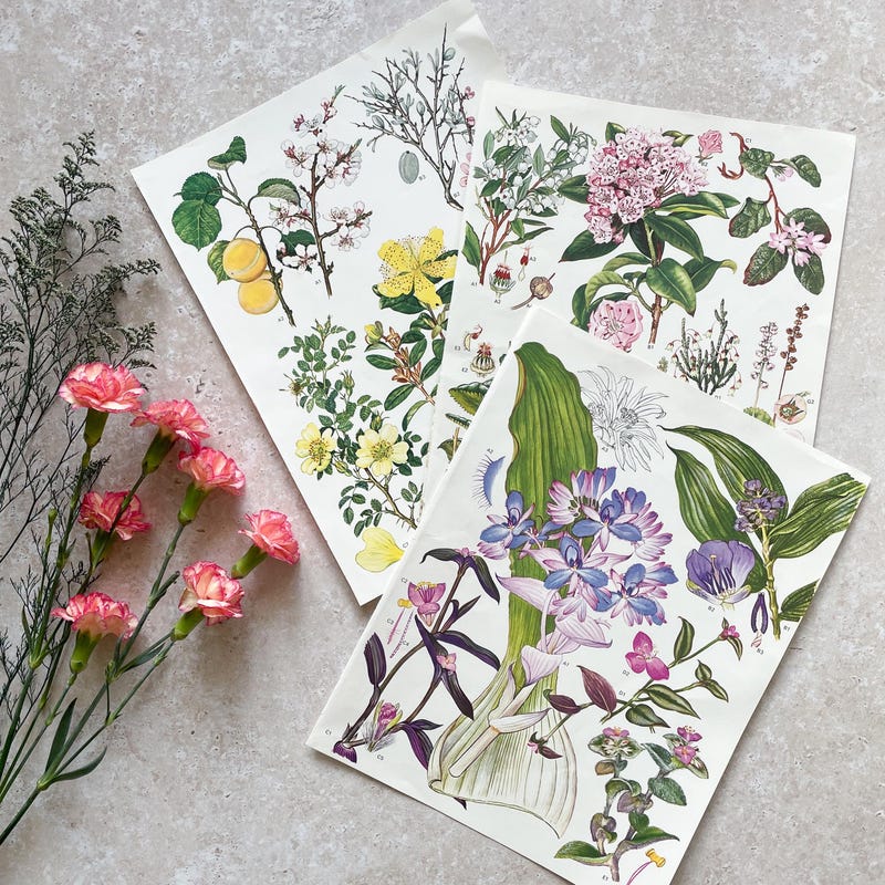 Botanical Book Plate - Etsy