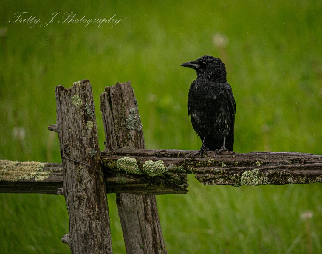 Rainy Day Crow – Atmospheric Nature Photo, Printable Wall Art - Etsy
