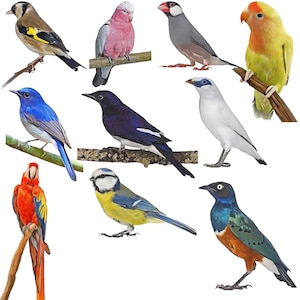 WATERCOLOR COLORFUL BIRDS Clip Art, Bird Clip Art, Watercolor Clip Art ...