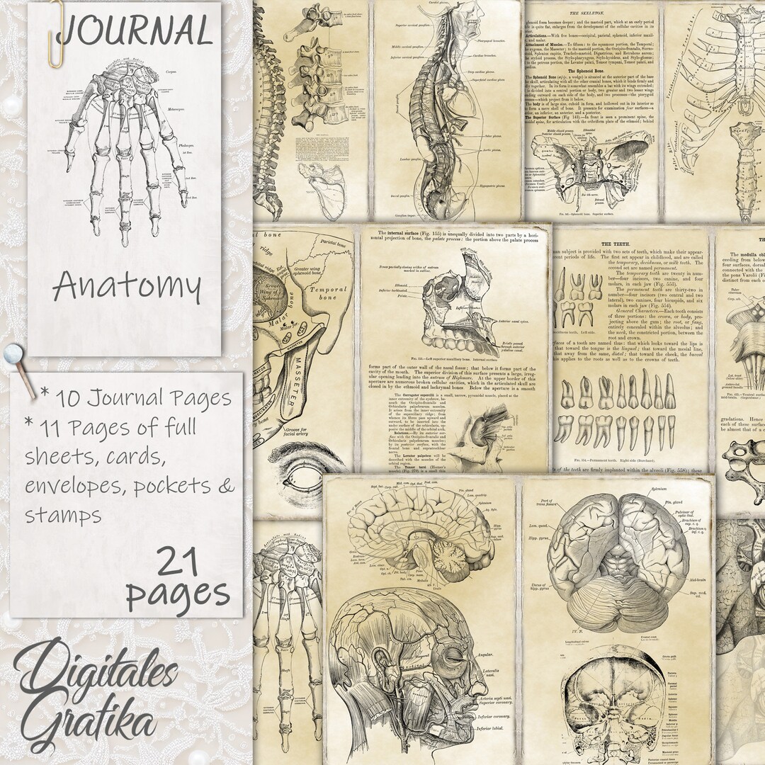 ANATOMY JOURNAL KIT, Skeletal, Envelopes, Skeleton, Human Anatomy ...